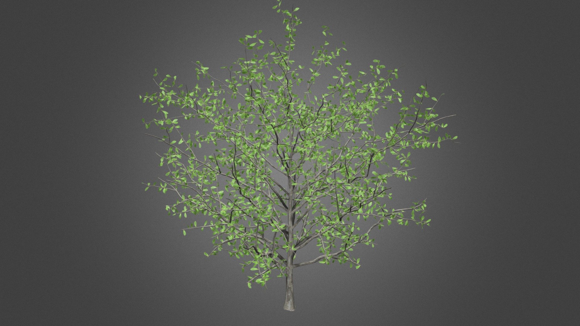 SimpleTree - 3D model by andreacarocci [8eaf453] - Sketchfab
