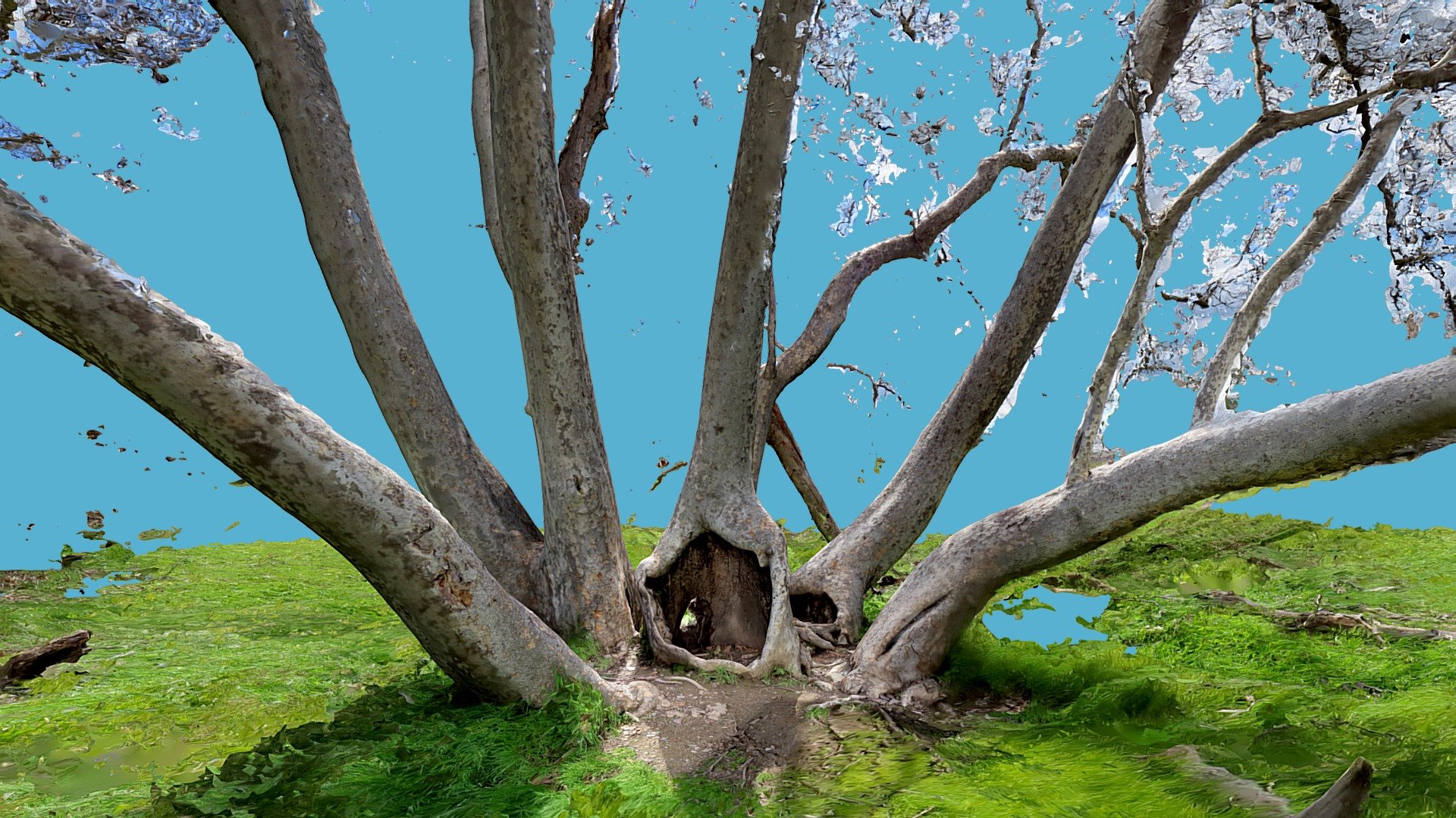Sycamore Trunk - Buy Royalty Free 3D model by John Toeppen (@toeppen ...