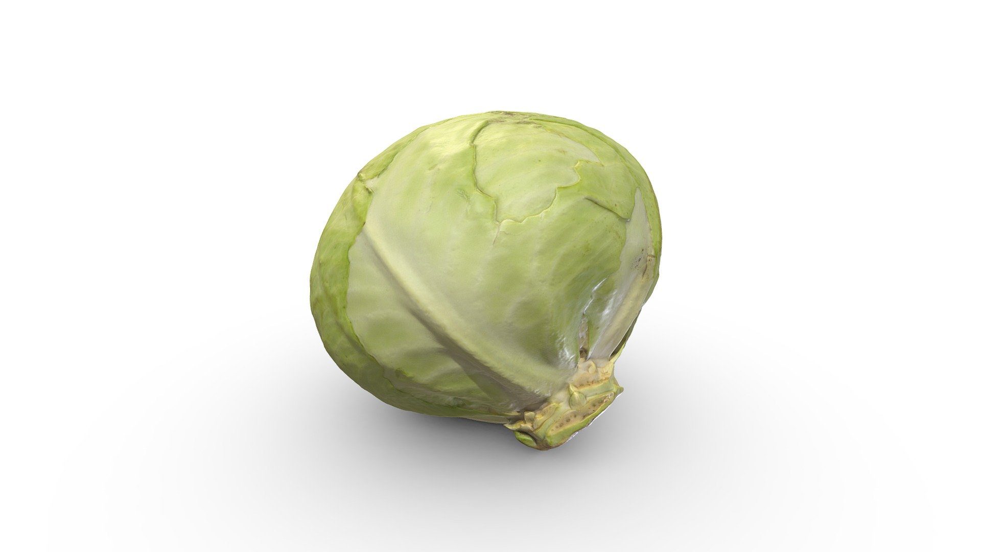 Head of Young Cabbage - 3D model by RawCatalog.com (@rawcatalog ...