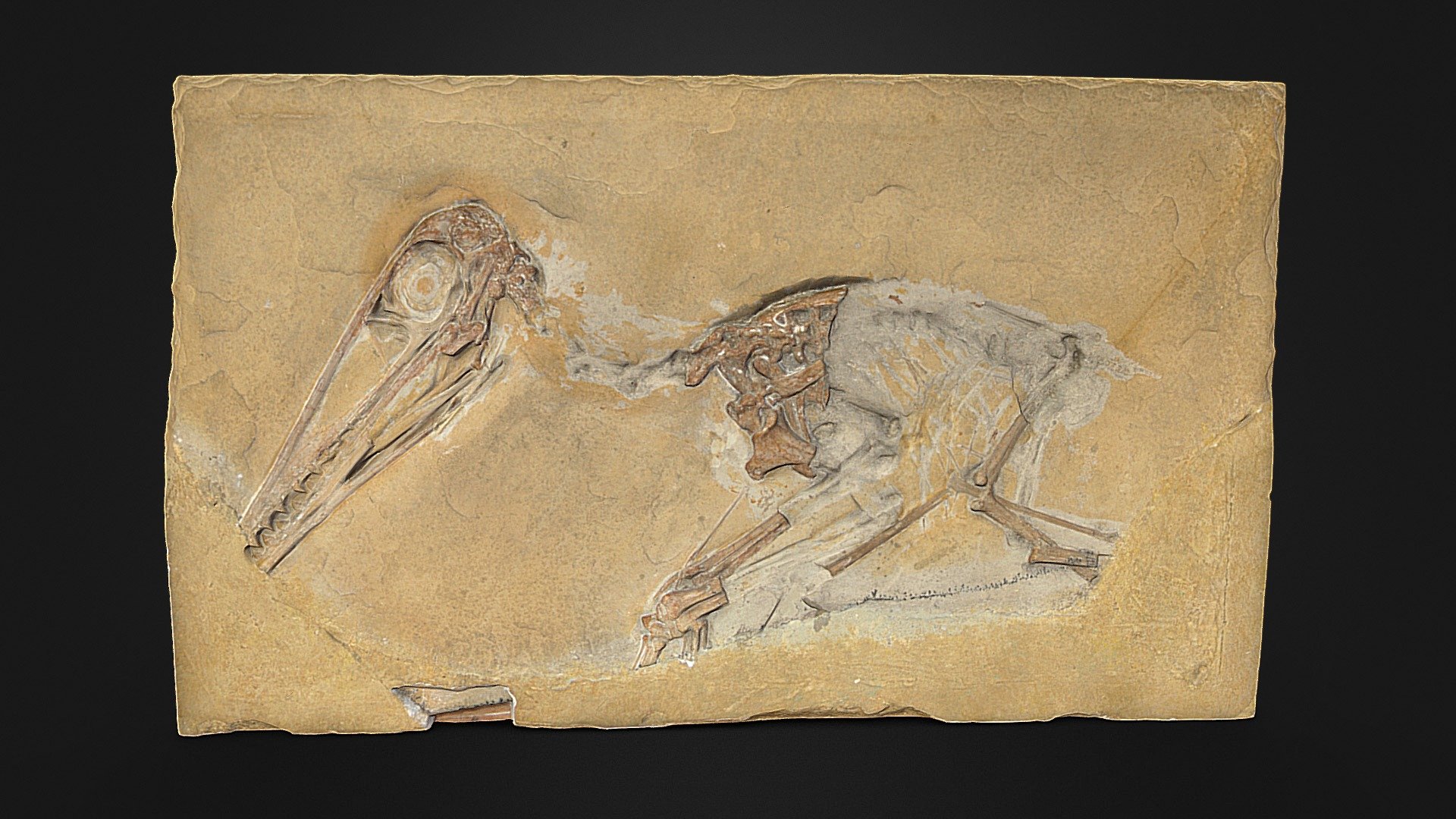AS_XIX_3 Diopecephalus kochi - 3D model by SNSB-BSPG Pterosaur ...