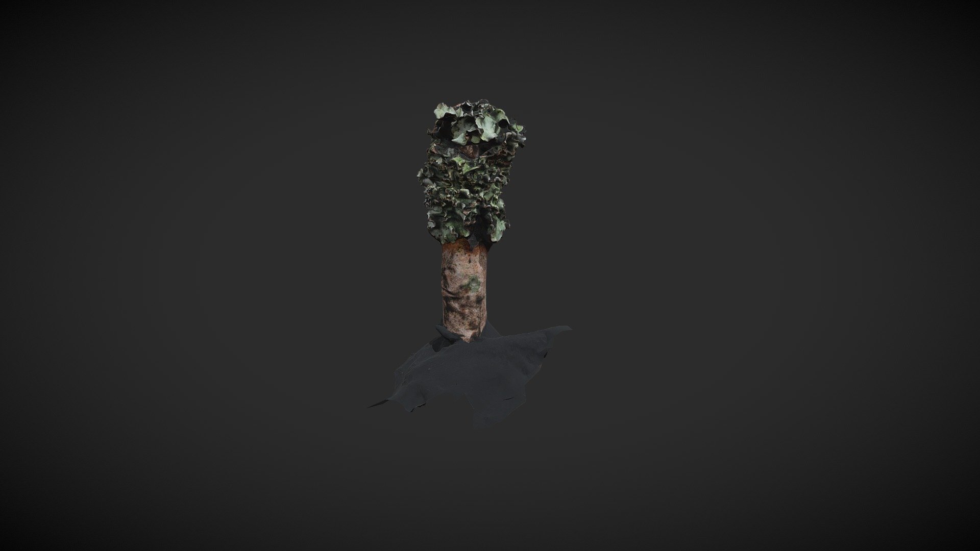 Tree.Lichen - 3D model by Vision Fountain (@visionfountain) [8ec0ac0 ...
