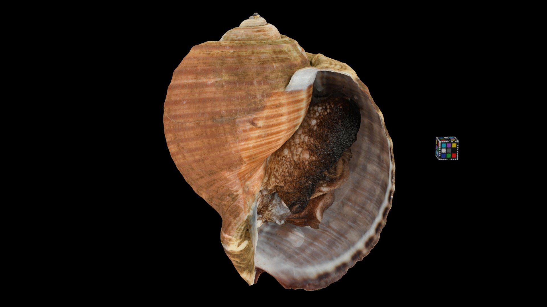CC0 スジウズラガイ 🐚 Giant Tun, Tonna olearium - Download Free 3D model by ...