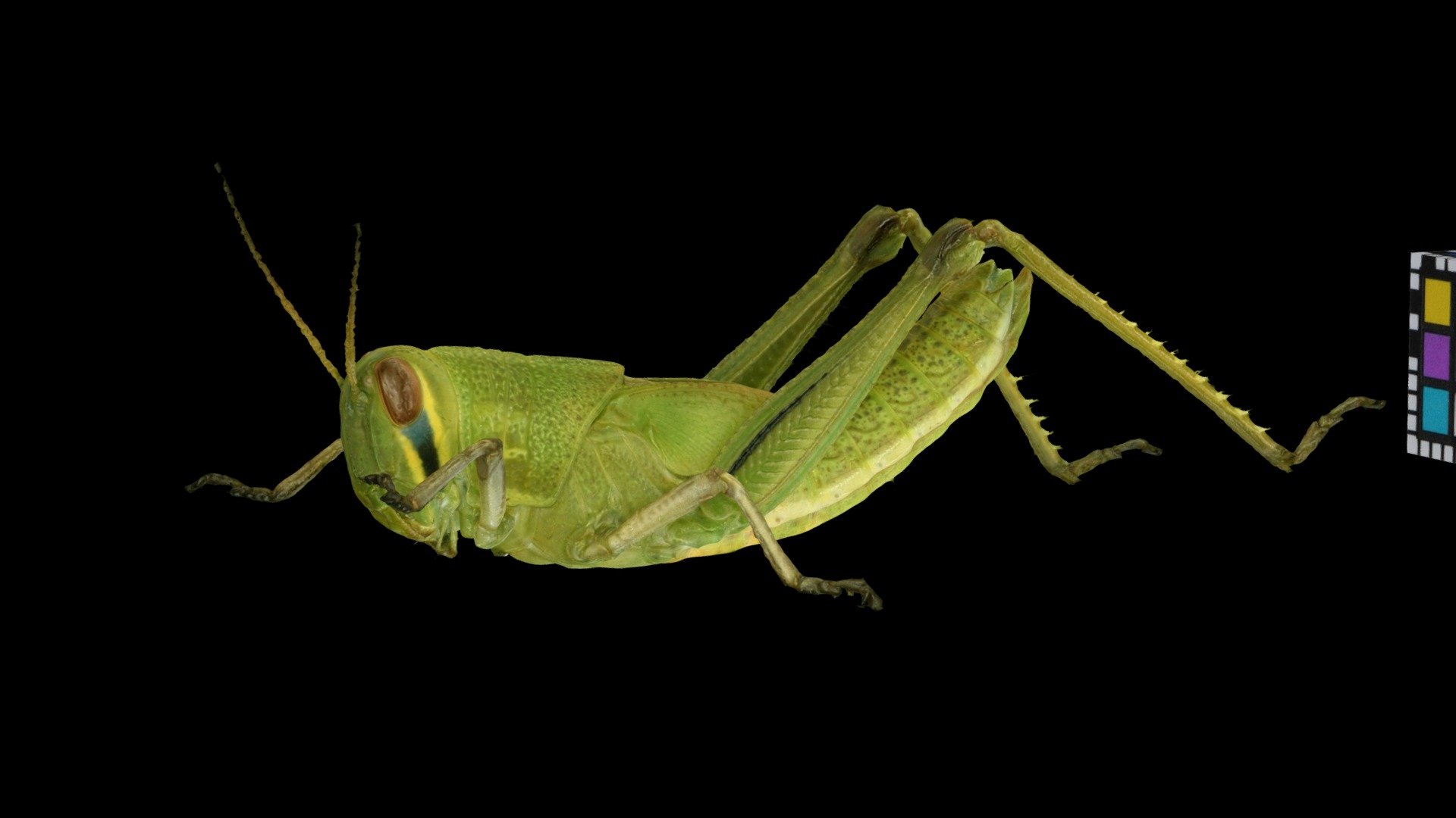ツチイナゴ Larva, Japanese Locust, Patanga japonica - Download Free 3D model ...