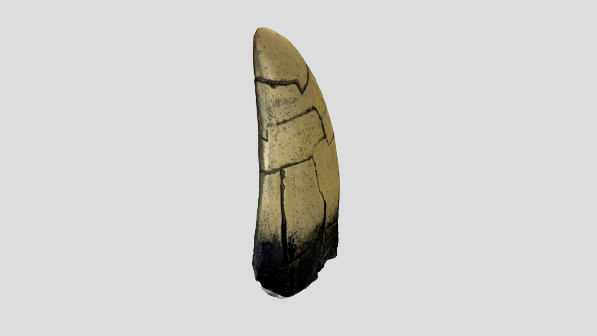 Tyrannosaurus tooth cast (VCU_3D_7859) - 3D model by Virtual Curation ...