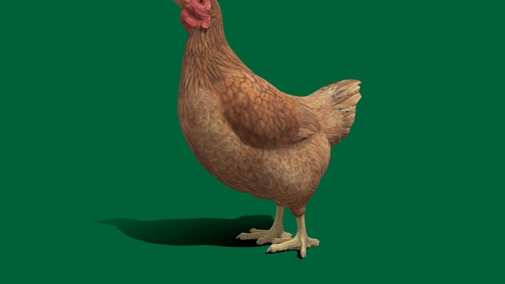 Chicken 3D models - Sketchfab