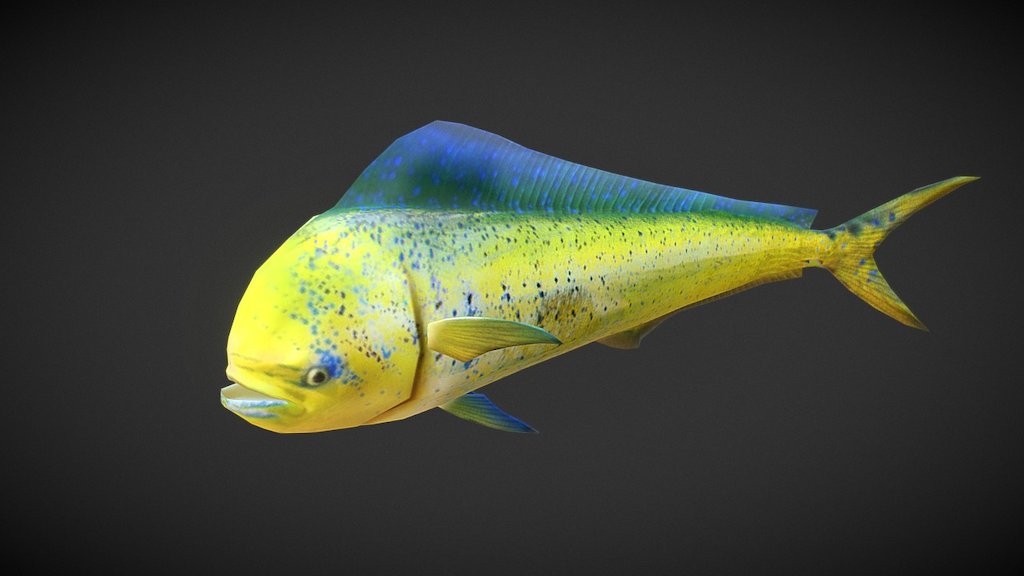 Tetrapturus Albidus - 3D model by YOURS (@double2) [8eeb602] - Sketchfab