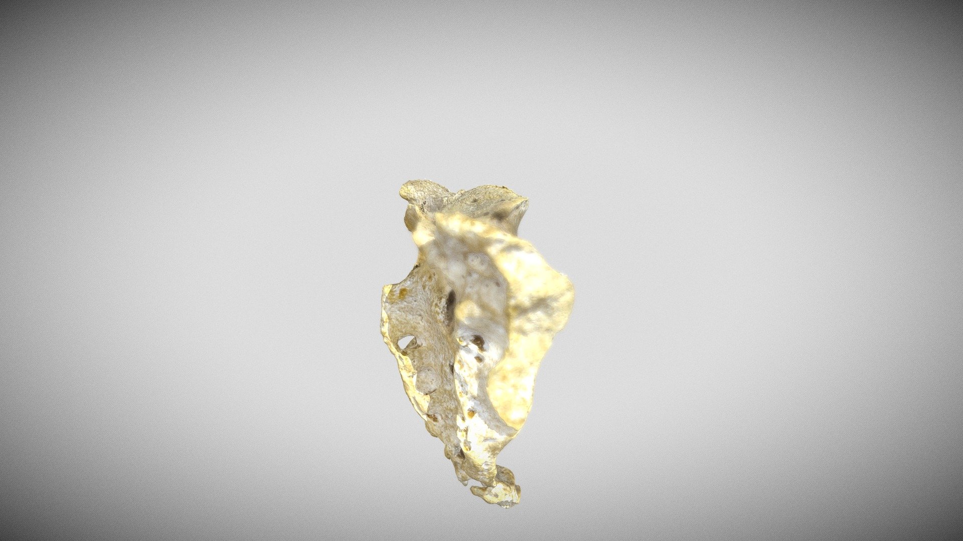 Sacrum (Labeled) Final - Download Free 3D model by San Diego State ...