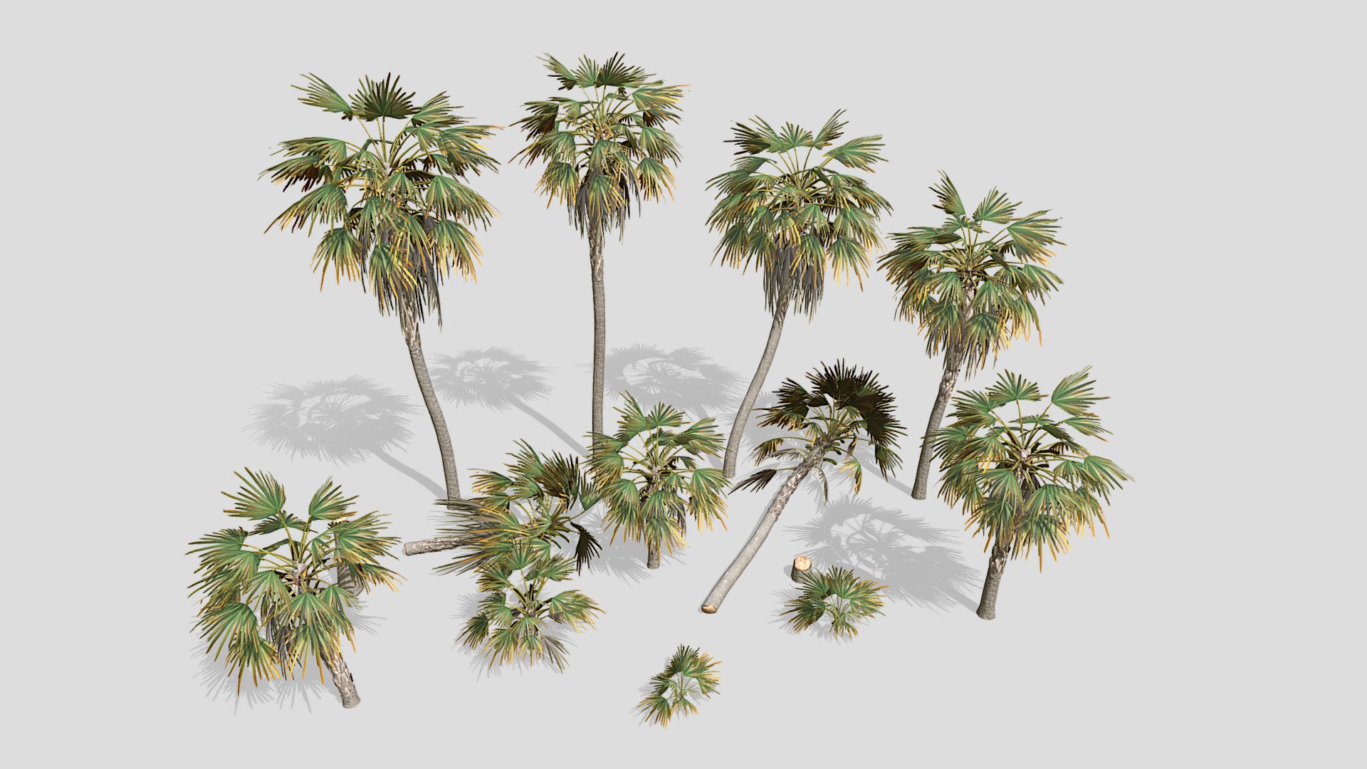 Key Thatch Palm Pack - 3D model by evolveduk [8eefcb7] - Sketchfab