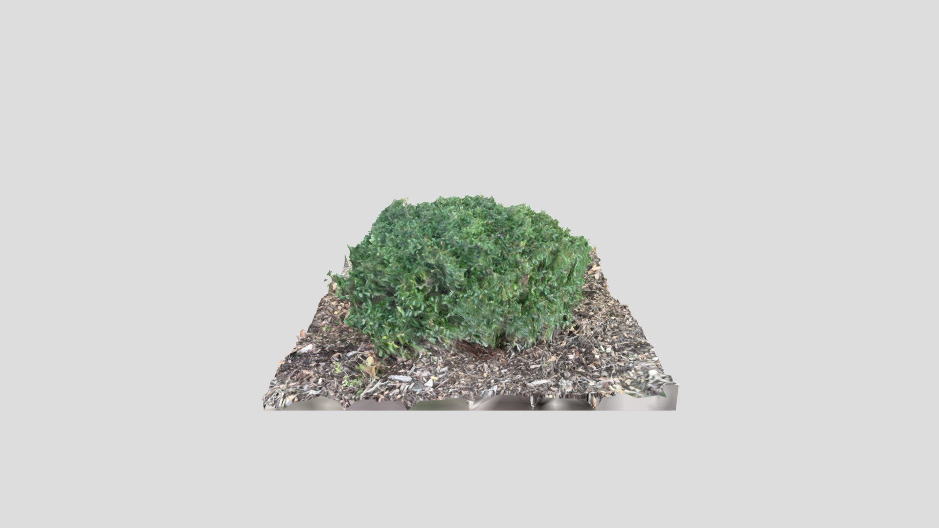 Bush - Download Free 3D model by Kaliadder [8ef309e] - Sketchfab