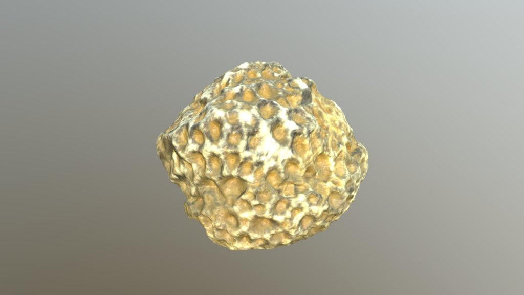 Fossil Spunge - 3D model by 4visualization [8ef4728] - Sketchfab