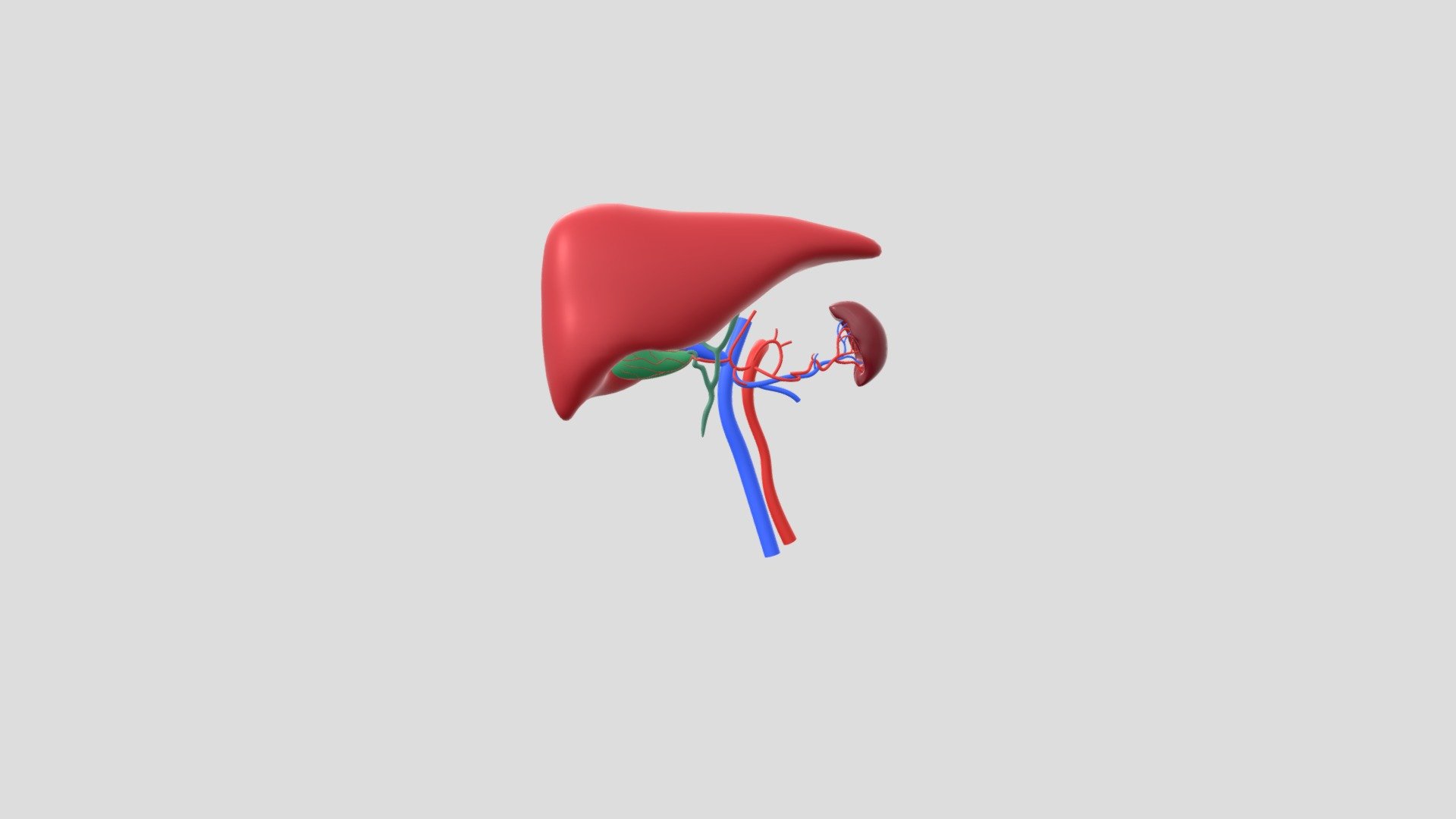 Liver - 3D model by JW0817 [8efef28] - Sketchfab