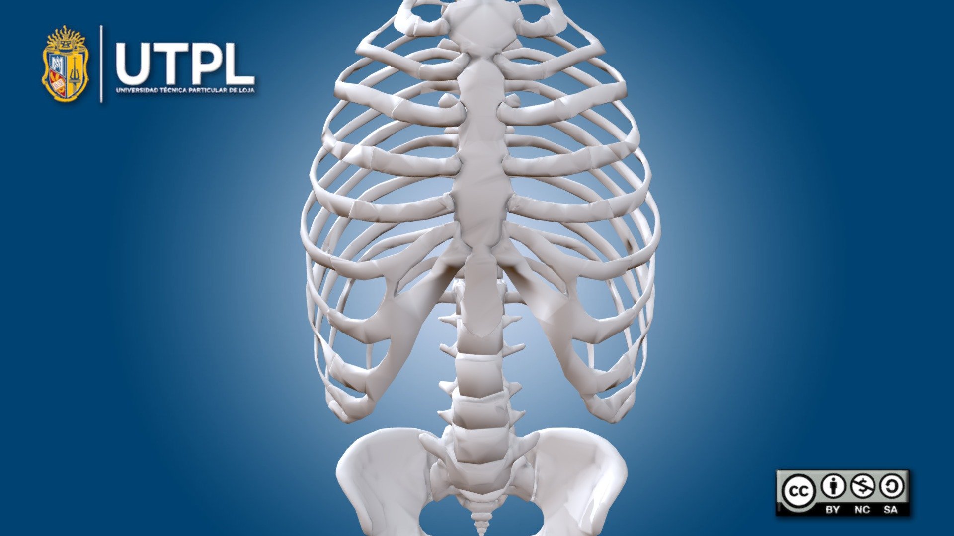Tórax - Download Free 3D model by 3D_UTPL [8f000a0] - Sketchfab