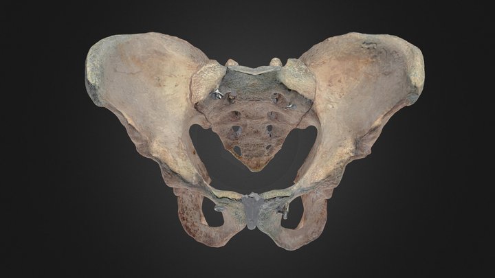 UBC Medicine - Educational Media (@UBC.MEDVID) - Sketchfab