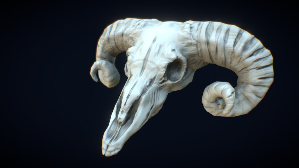 Rams Skull - 3D model by Jonathan Hale (@joehog12) [8f033e1] - Sketchfab