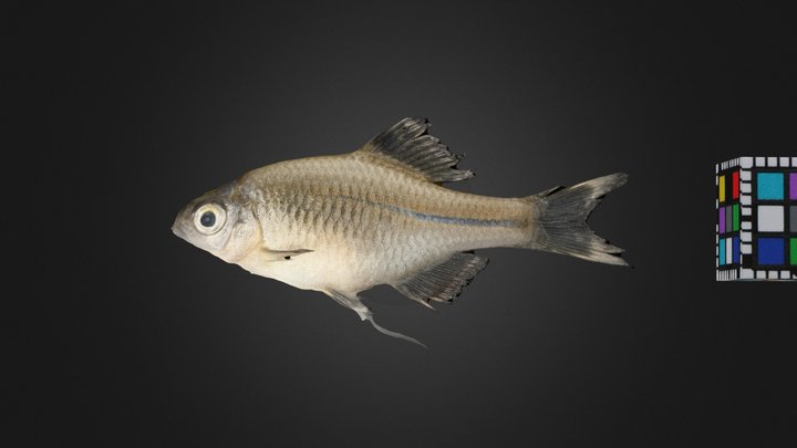 Atremius 3D models - Sketchfab