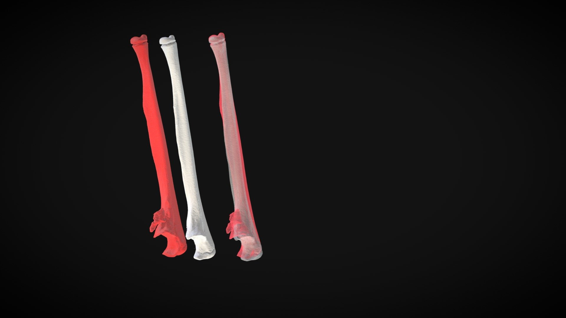Ulna comparison - 3D model by Lincoln Wong (@lincolnwong) [8f0dfb2 ...