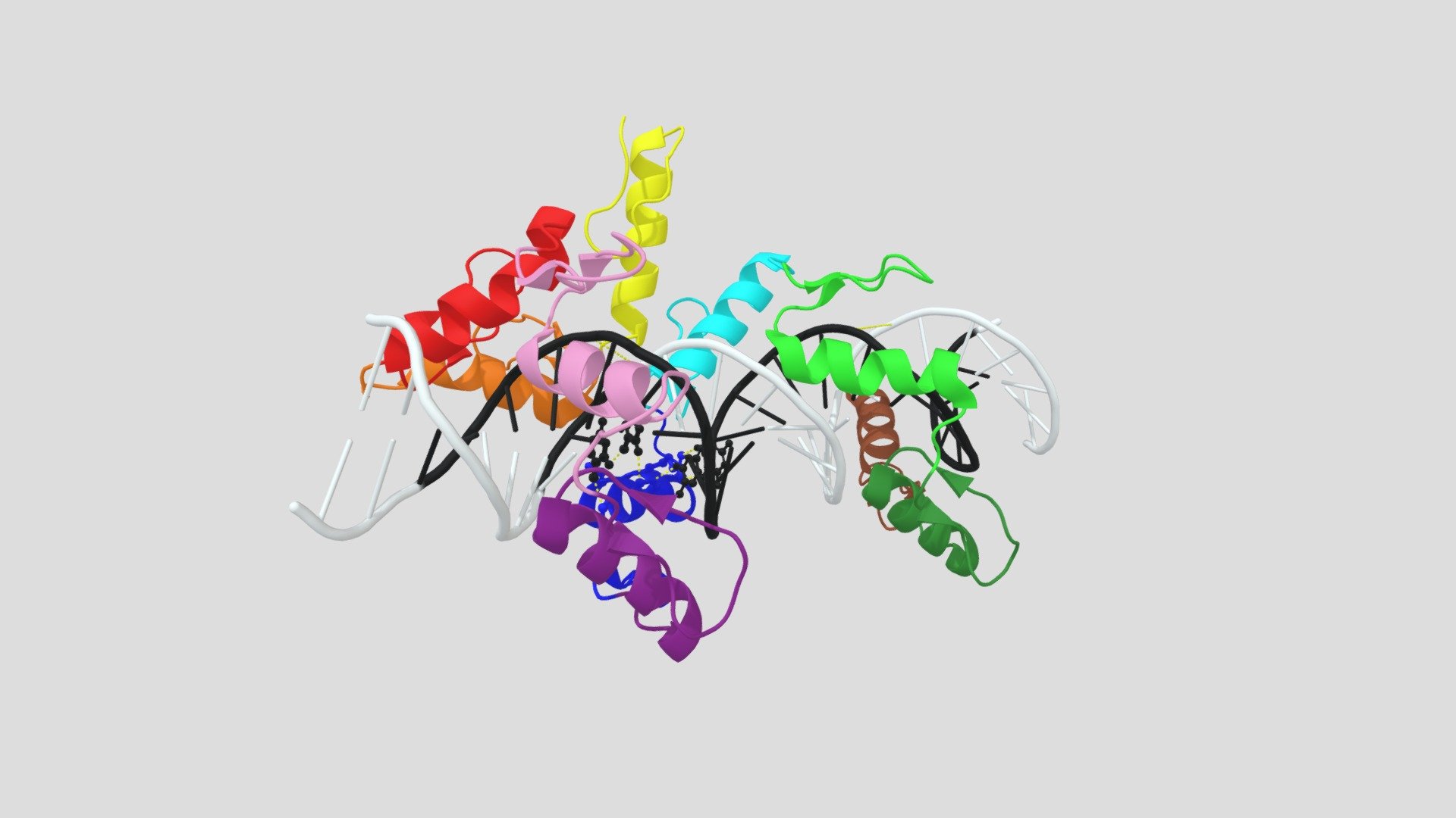 ZFP568:DNA - 3D model by HannahKL [8f0f7ab] - Sketchfab