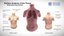 Surface anatomy of the thorax - female torso - 3D model by University ...