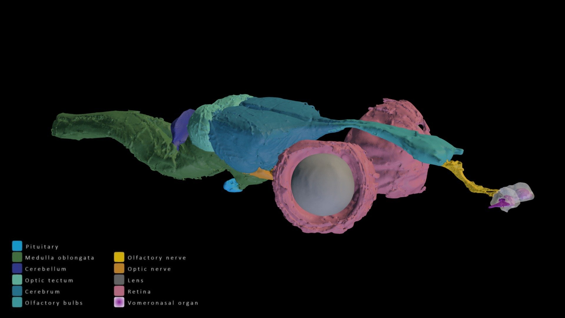 Gecko Brain - 3D model by Blackburn Lab (@ufherps) [8f143a6] - Sketchfab