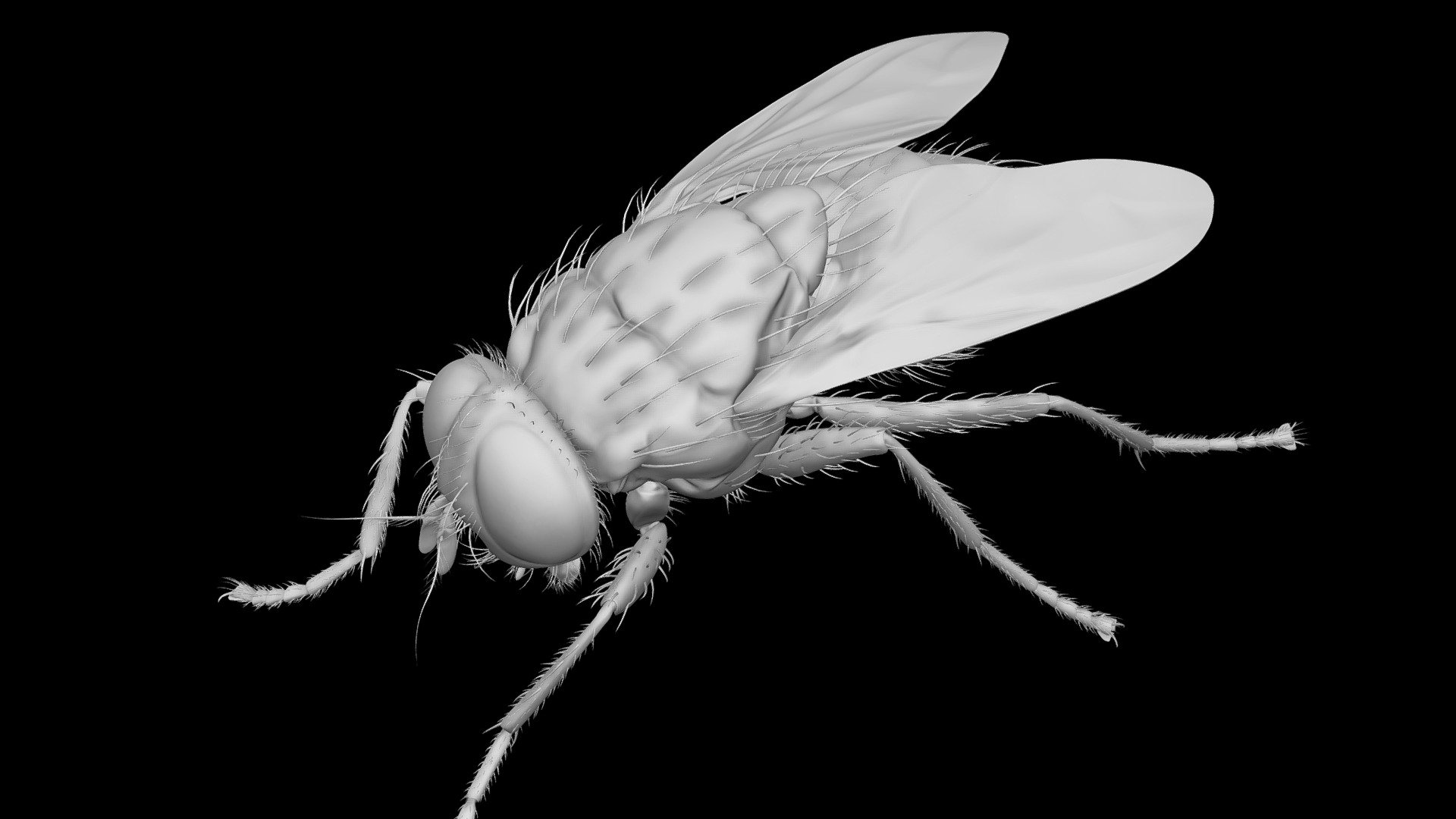 Musca Domestica - Download Free 3D model by tunosemi [8f196b2] - Sketchfab