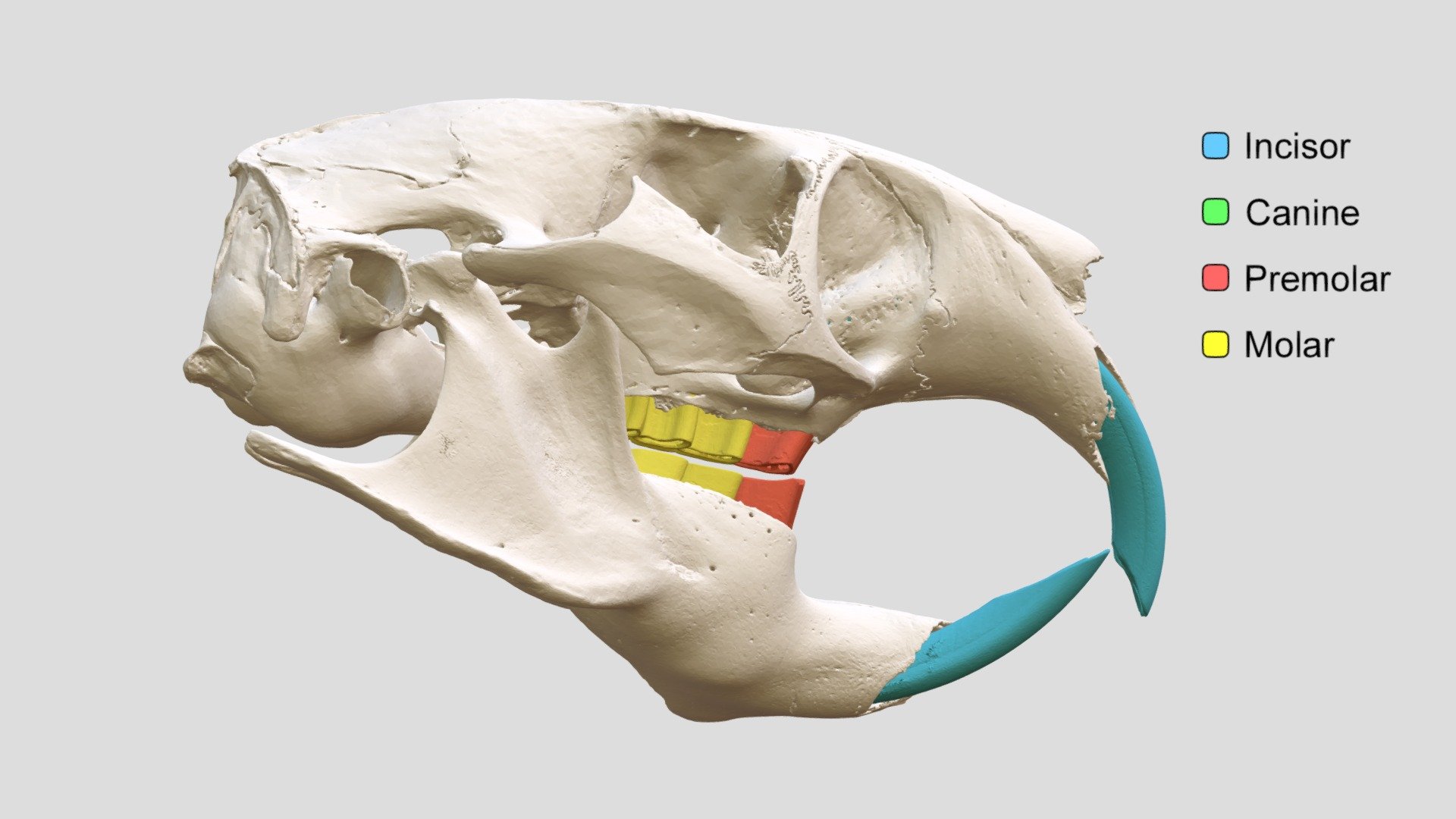 Ctenomys (AMNH:Mamm:268926) - 3D model by Biodiversity [8f2d320 ...
