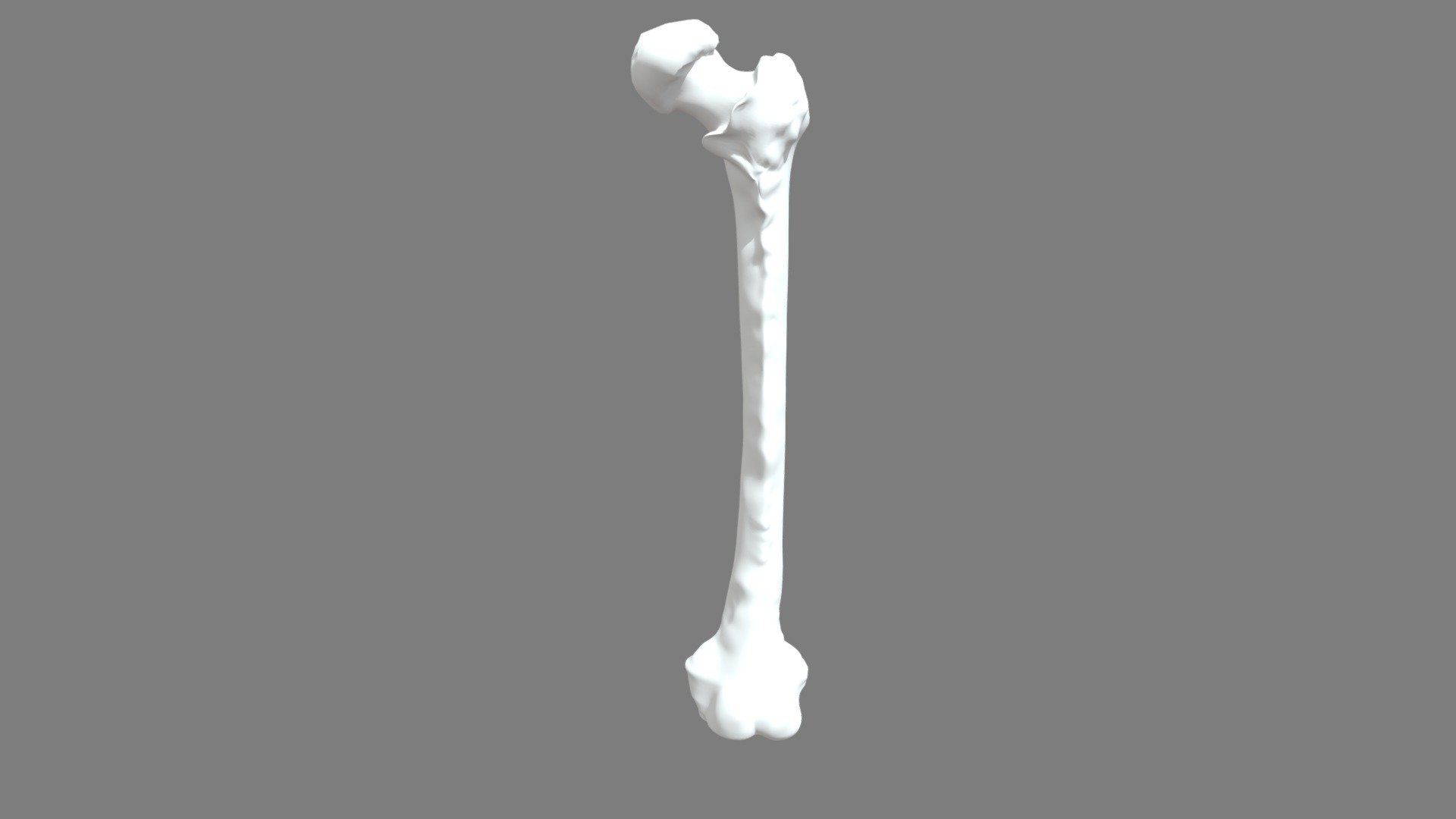 Femur - Download Free 3D model by Team Skeleton Wars (@skeletonwars ...