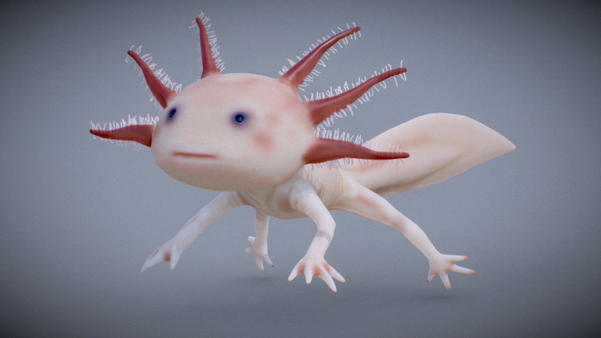 Axolotl - Download Free 3D model by varin [8f3849a] - Sketchfab