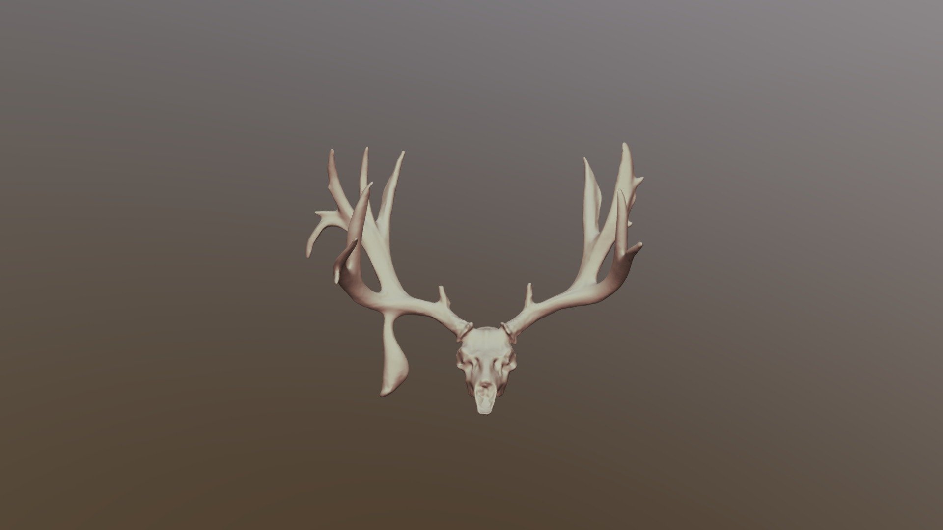 Mule Deer "King" - 3D model by PeakReplicas [8f3a644] - Sketchfab