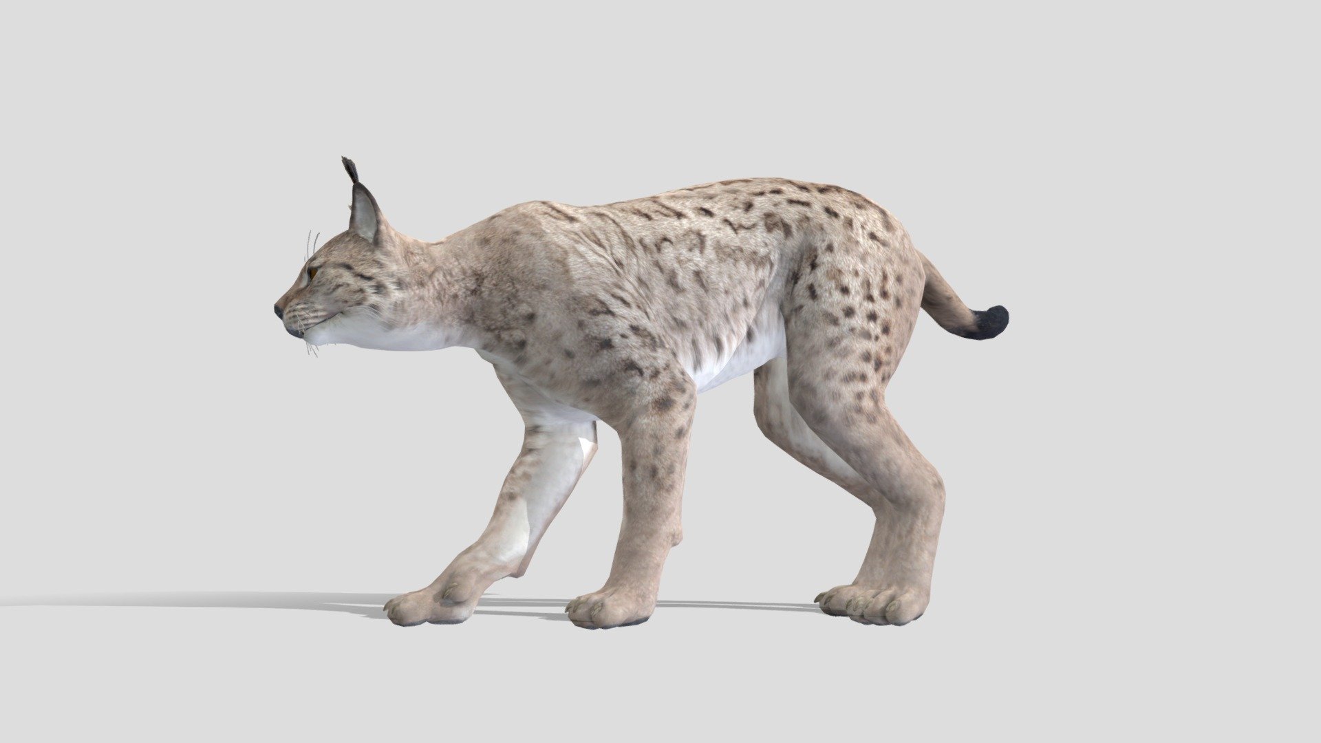 Lynx from COTW game - Download Free 3D model by Game-animal ripper ...