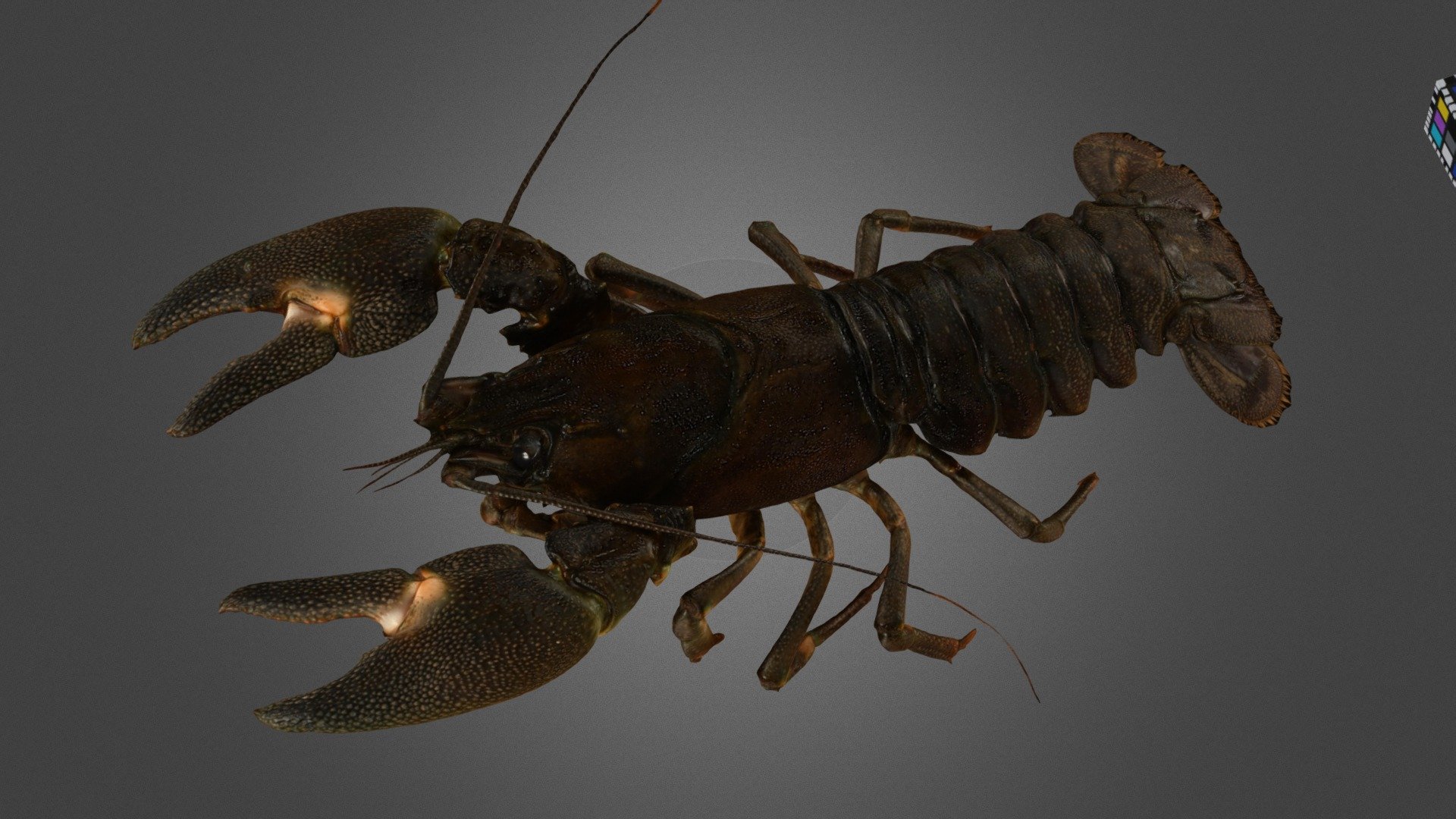 CC0 ウチダザリガニ 🦞 ♀ Signal Crayfish - Download Free 3D model by ffish.asia ...