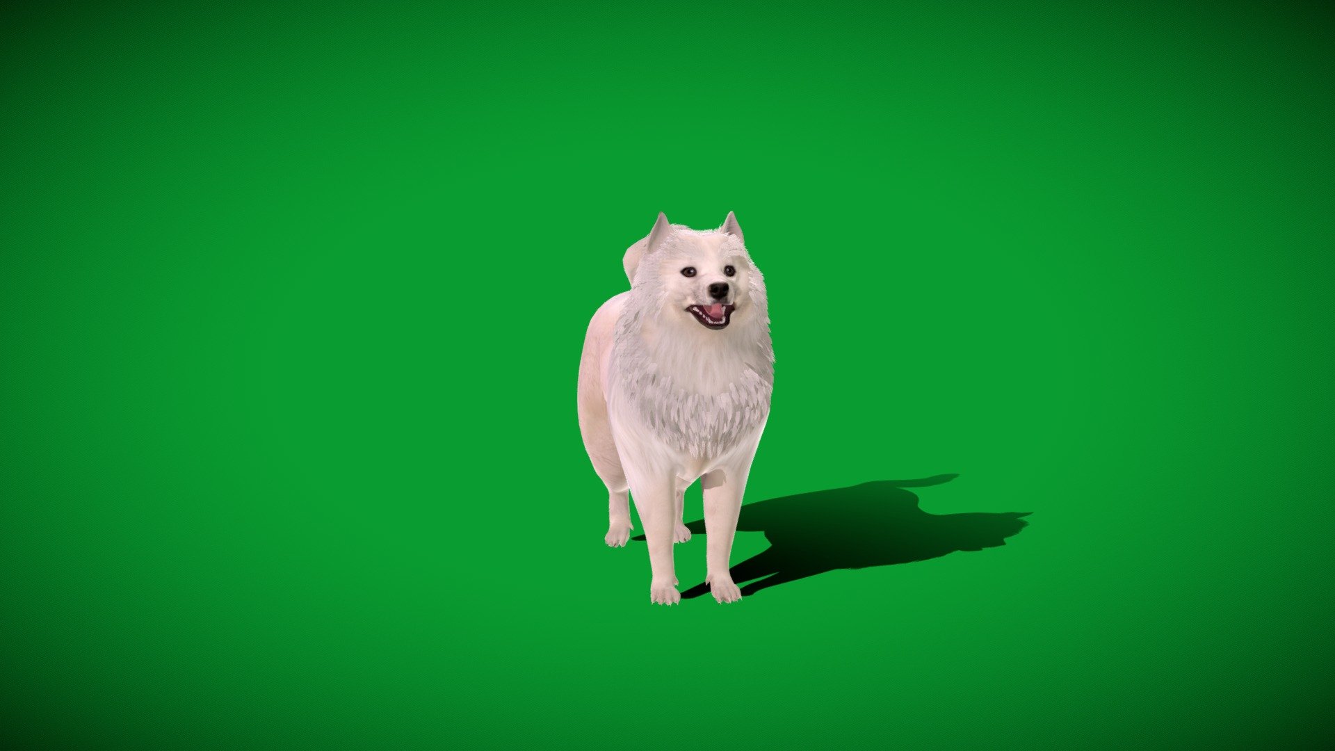 Samoyed Dog - 3D model by Nyilonelycompany [8f3f23f] - Sketchfab