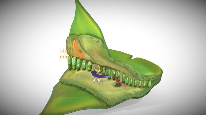 Carbohydrates 3D models - Sketchfab