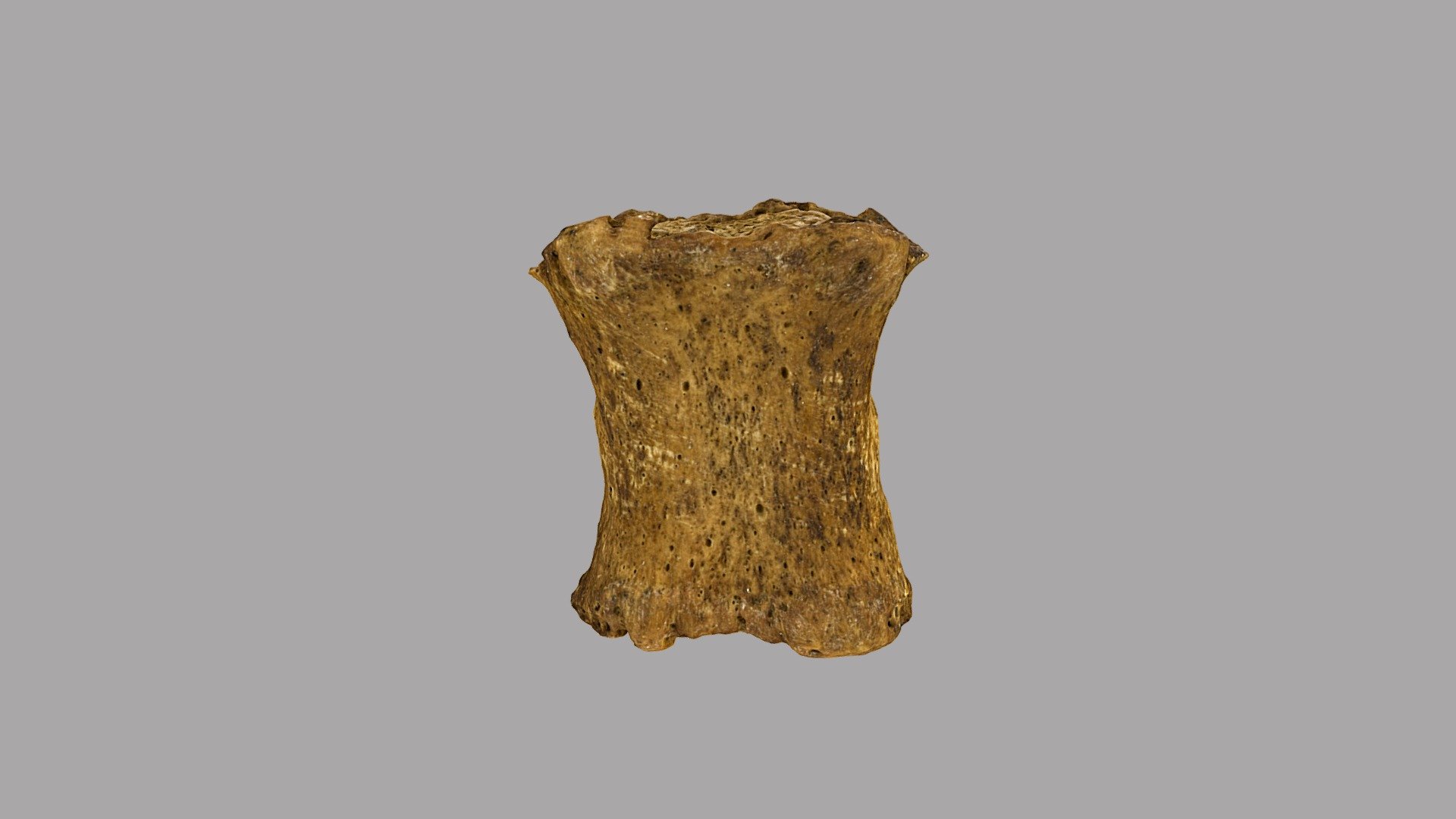 Walrus middle sternebra - 3D model by 4-OCEANS Virtual Reference ...