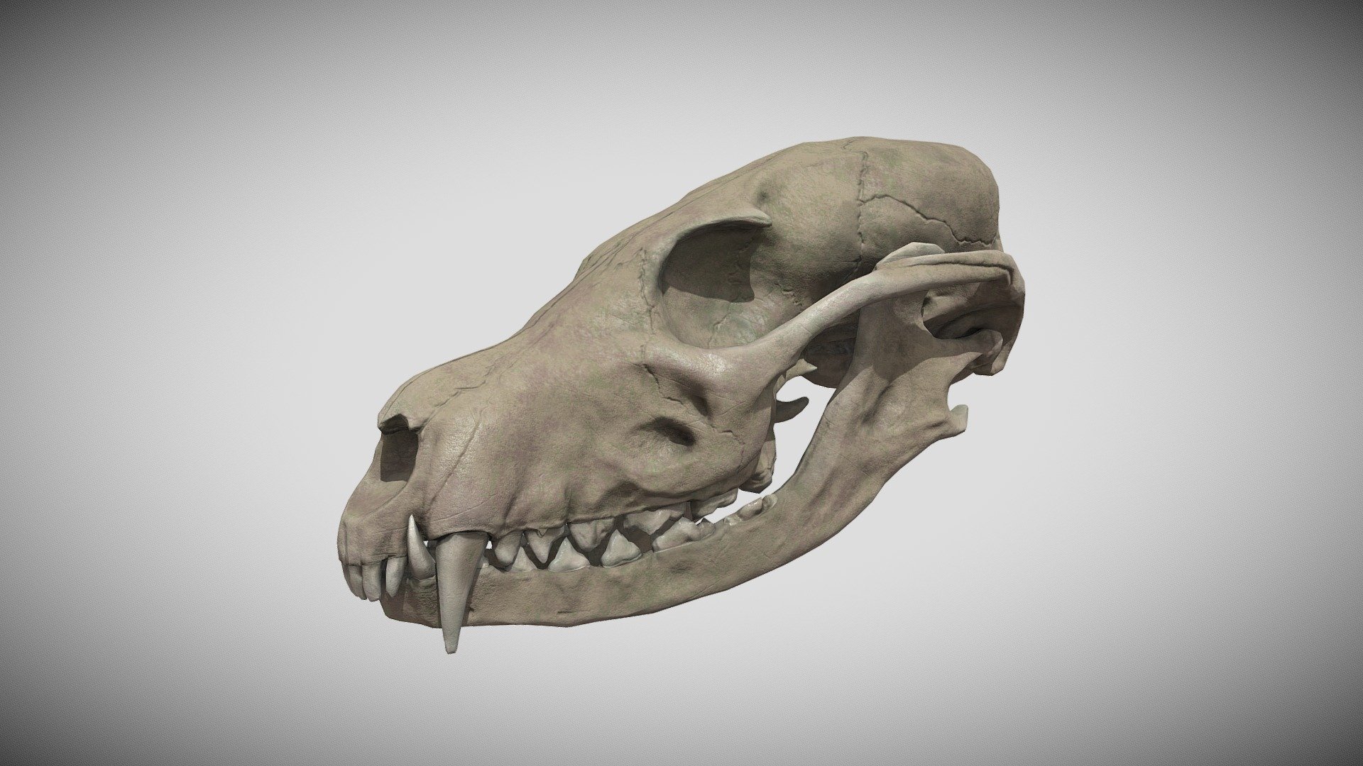 FoxSkull - 3D model by VortexArtLab [8f484b0] - Sketchfab
