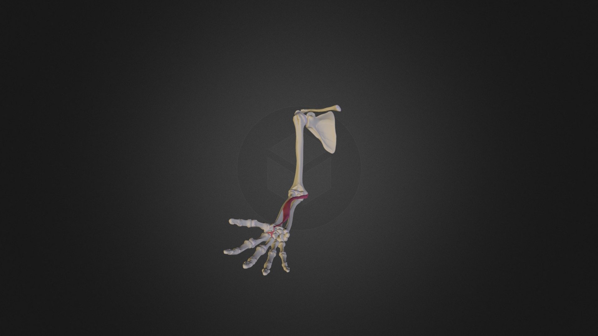 Flexor Carpi Radialis - 3D model by Medical University of Lublin ...