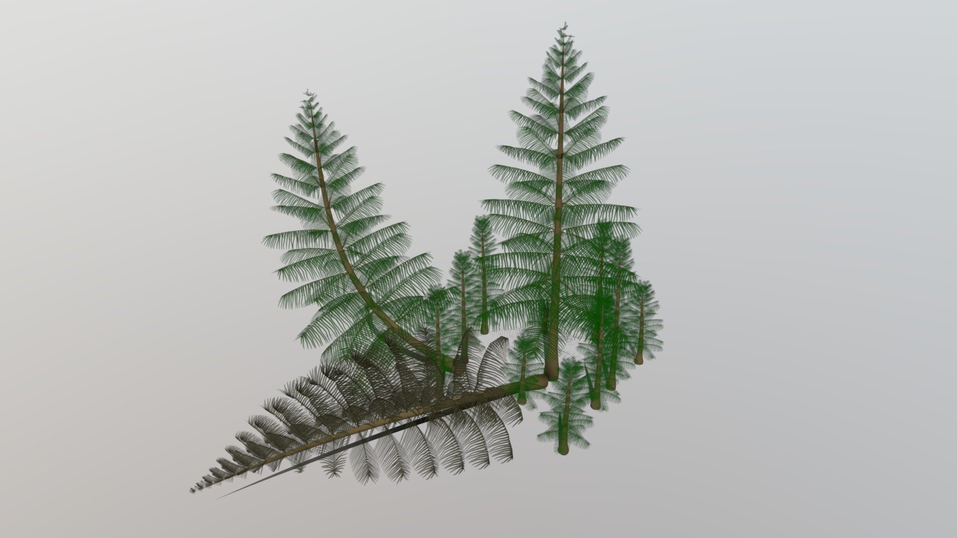 Walchia WIP - 3D model by Paleobiome [8f5f173] - Sketchfab