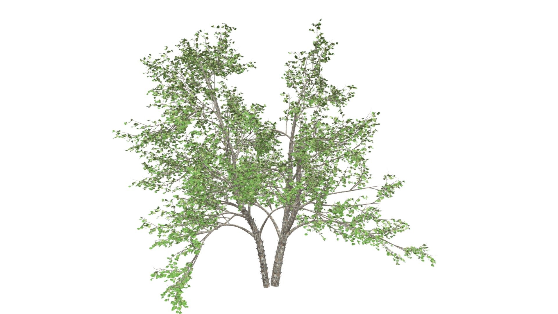 River Birch Tree #04 - Buy Royalty Free 3D model by meshshape [8f5f6d5 ...