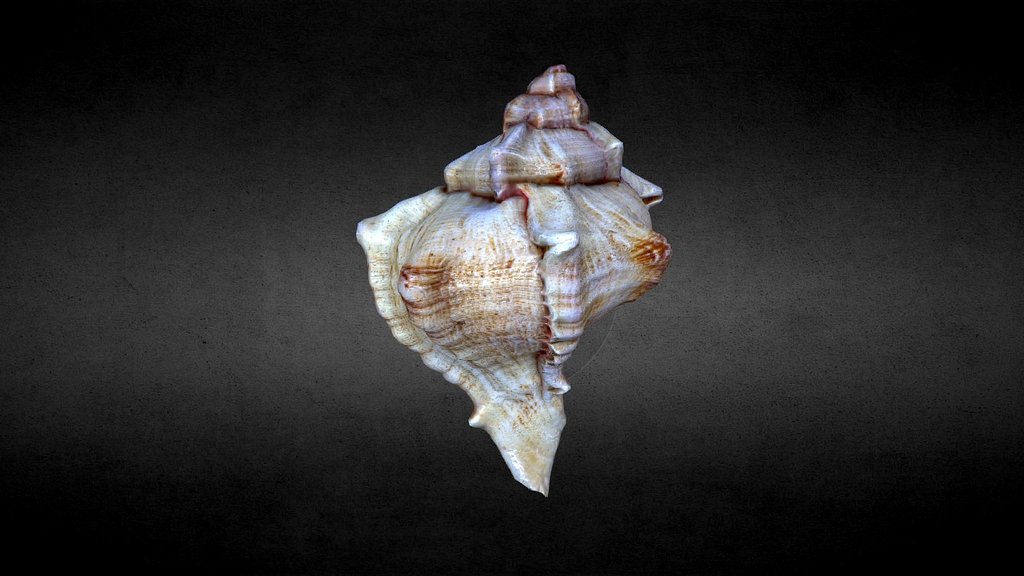Shell Scan 02 - 3D model by Daniel_cahill5 [8f61a00] - Sketchfab