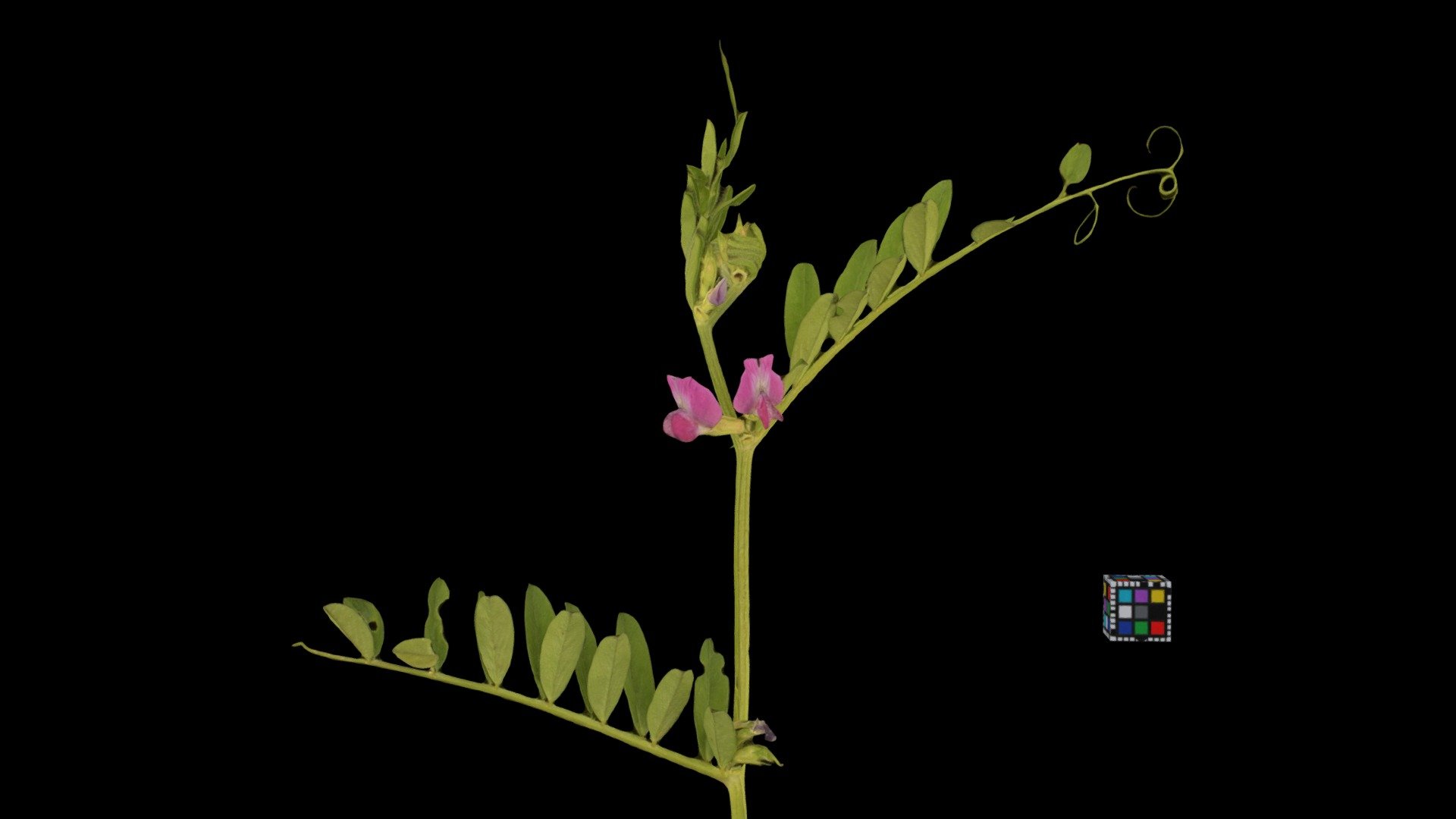CC0 ヤハズエンドウ Narrow-leaved Vetch, Vicia sativa - Download Free 3D model ...