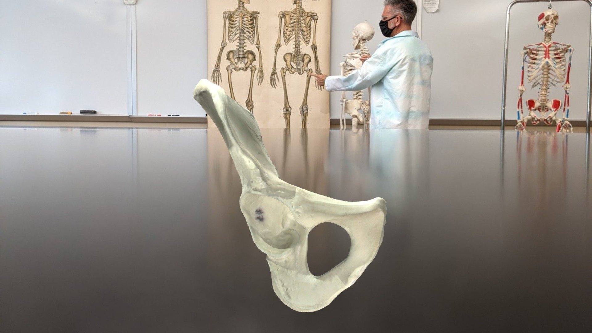 Human Coxal Bone 3d Model By Dr Alex Cheroske Aquaman27 [8f638e5