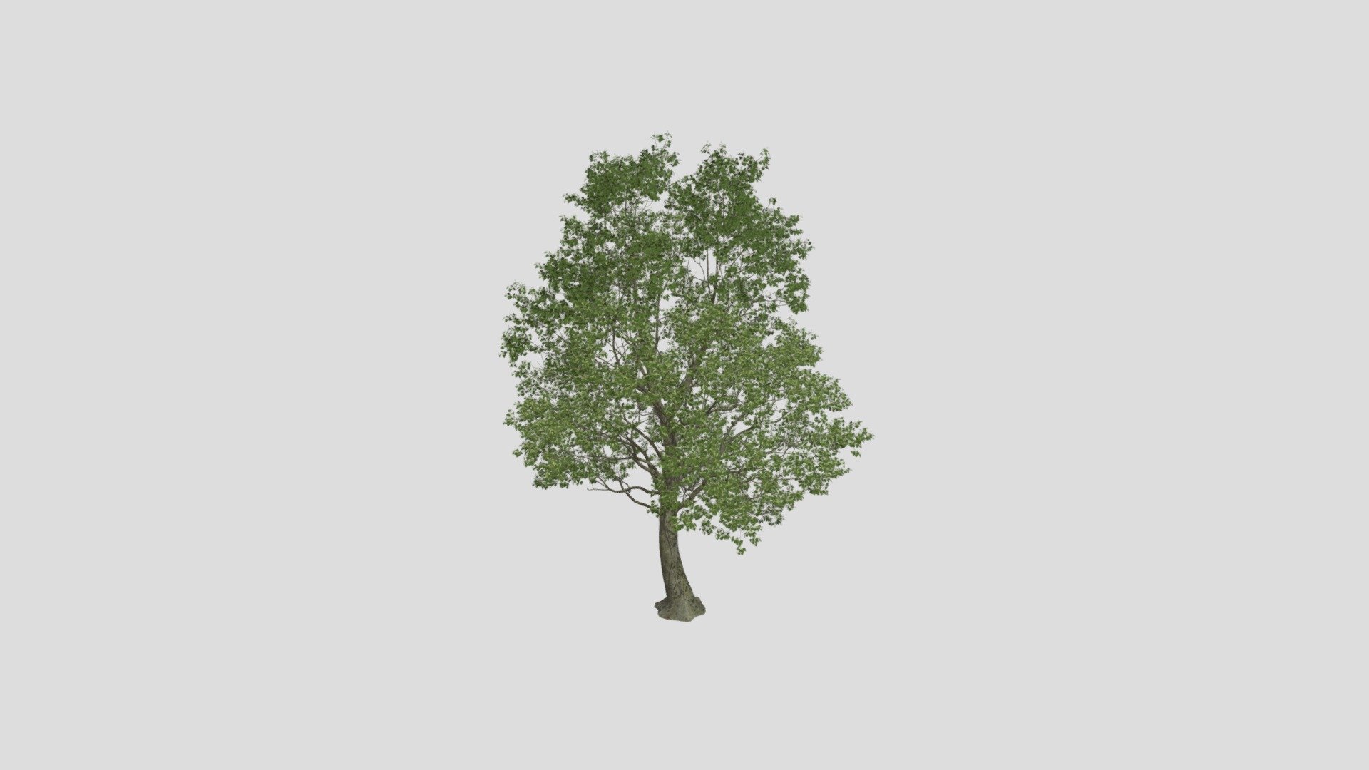 Tilia 22 AM255 Archmodel - Buy Royalty Free 3D model by Evermotion ...
