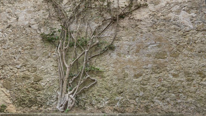 Vine 3D models - Sketchfab