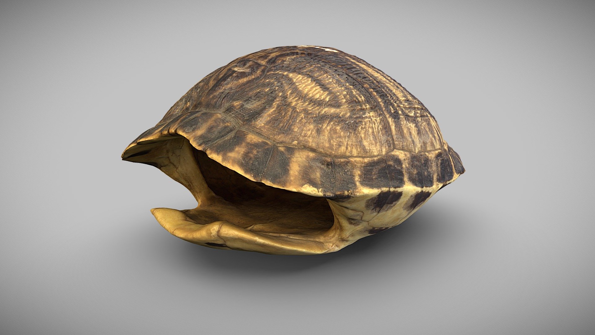 PMP: Turtle Shell (v.1) - 3D model by Advanced Visualization Lab ...