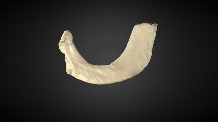Costilla 3D models - Sketchfab