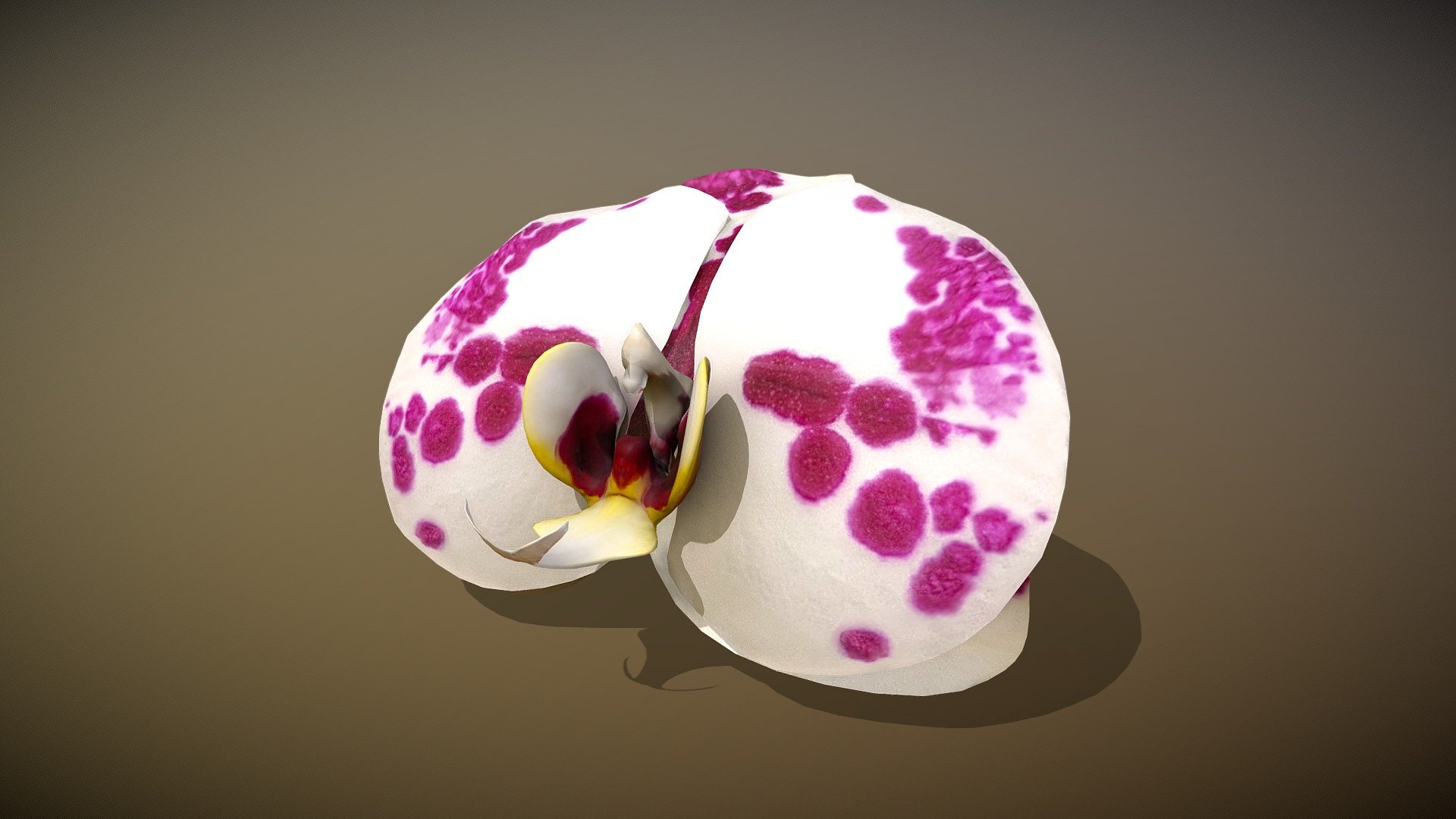 Animated blooming Orchid - Buy Royalty Free 3D model by Zacxophone ...