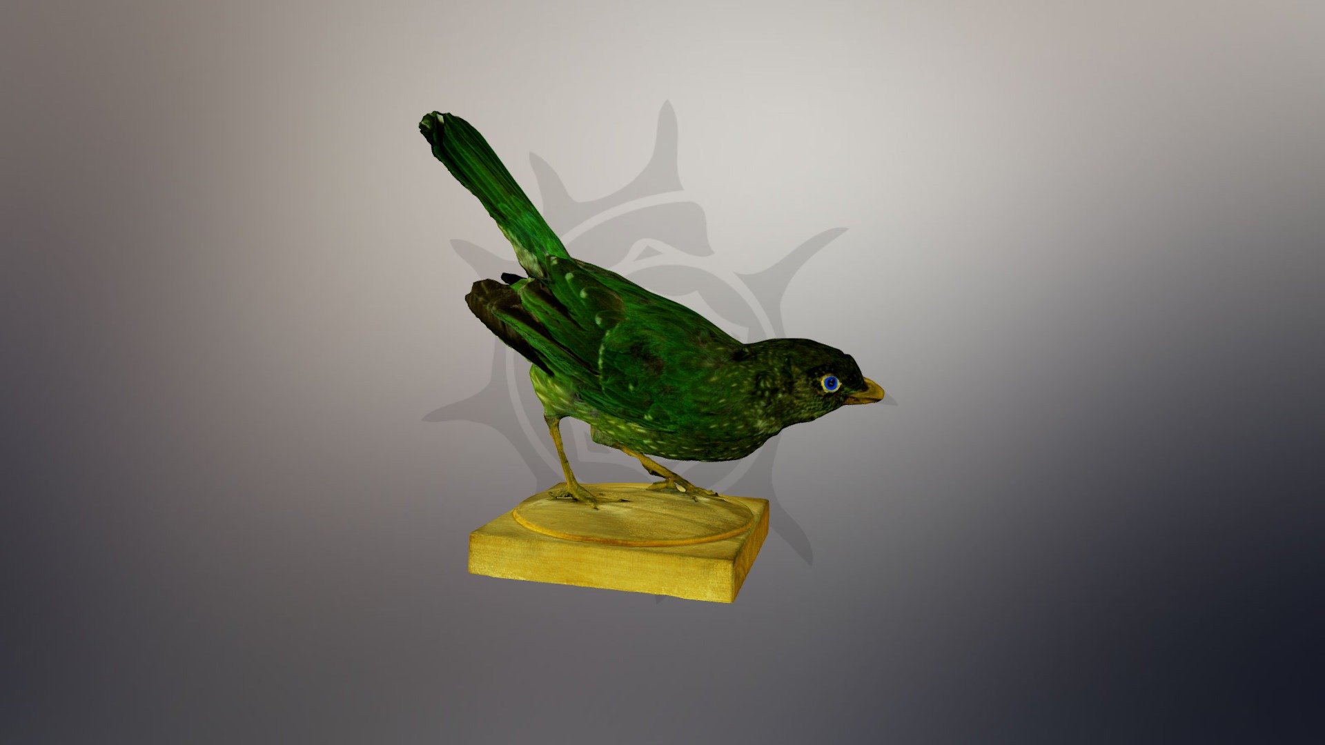 Ailurodus Maculosus | Spotted catbird - Download Free 3D model by ...
