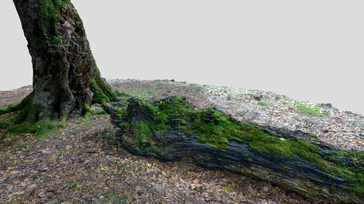 Moss 3D models - Sketchfab