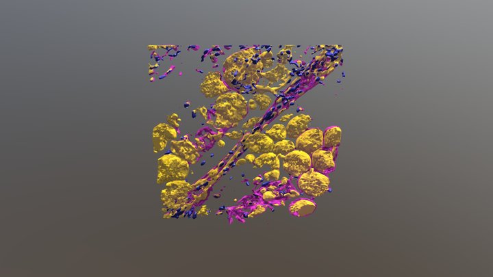 Human-biology 3D models - Sketchfab