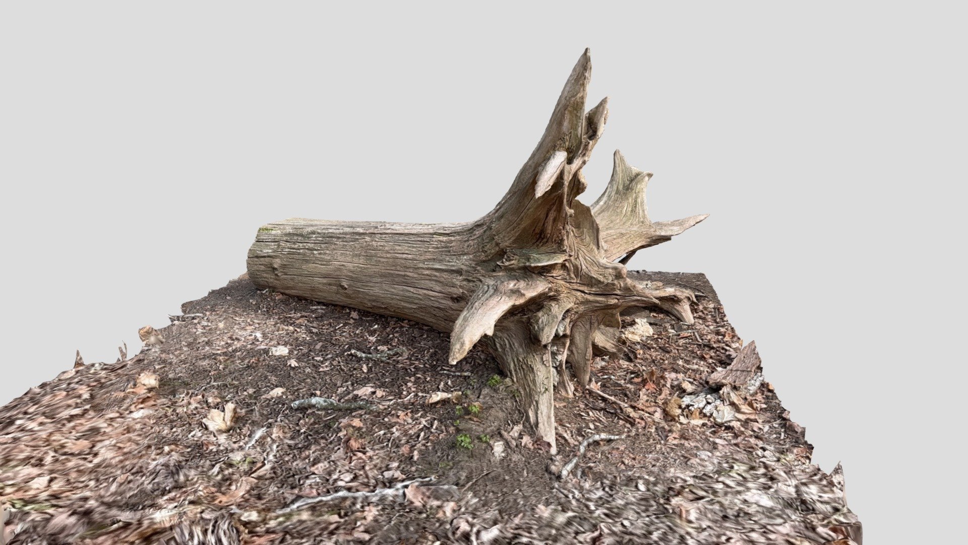 Fallen Tree Stump Scan - 3D model by magswag [8f8256b] - Sketchfab