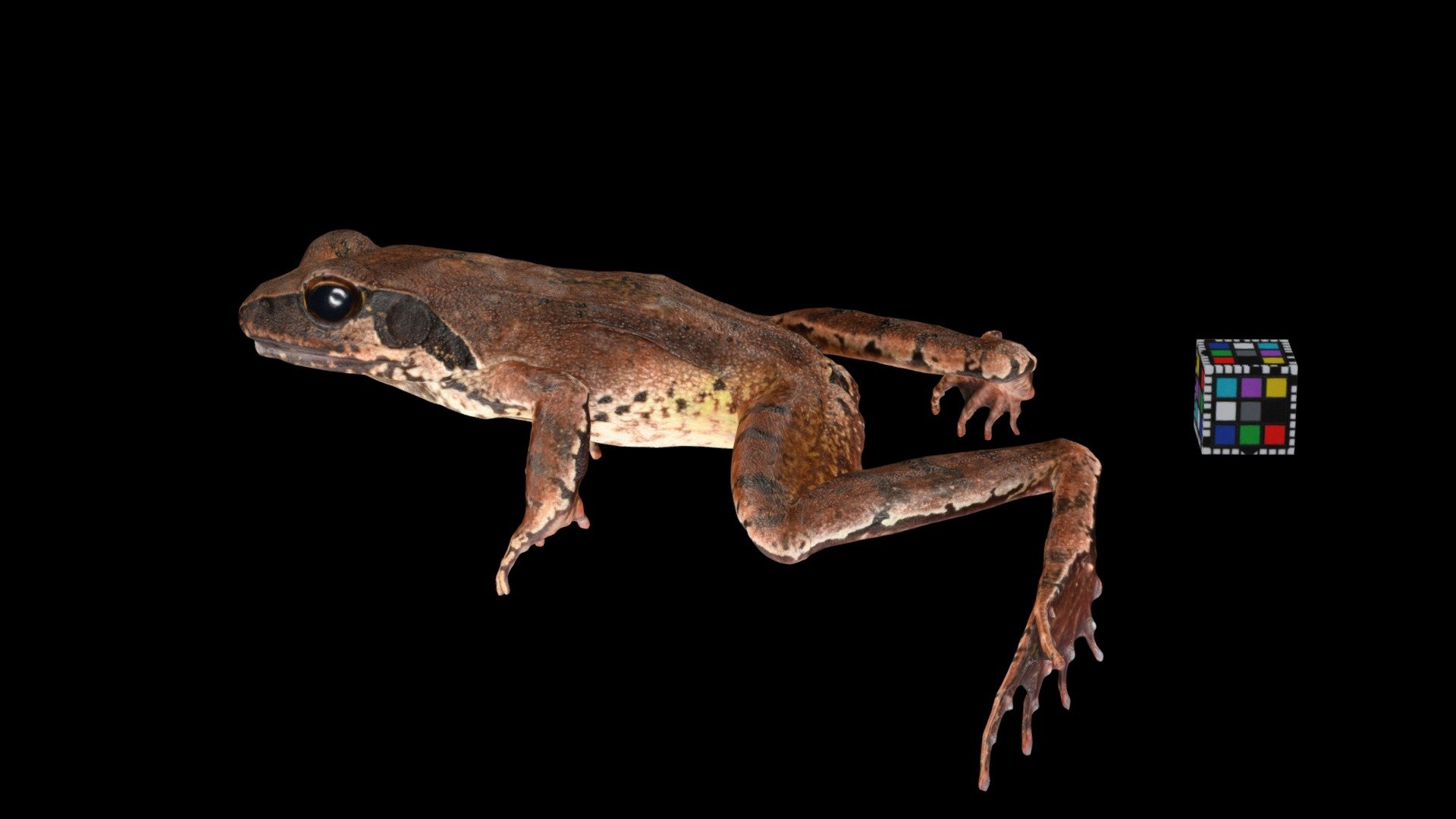 タゴガエル ♂ Tago's brown frog, Rana tagoi tagoi - Download Free 3D model by ...